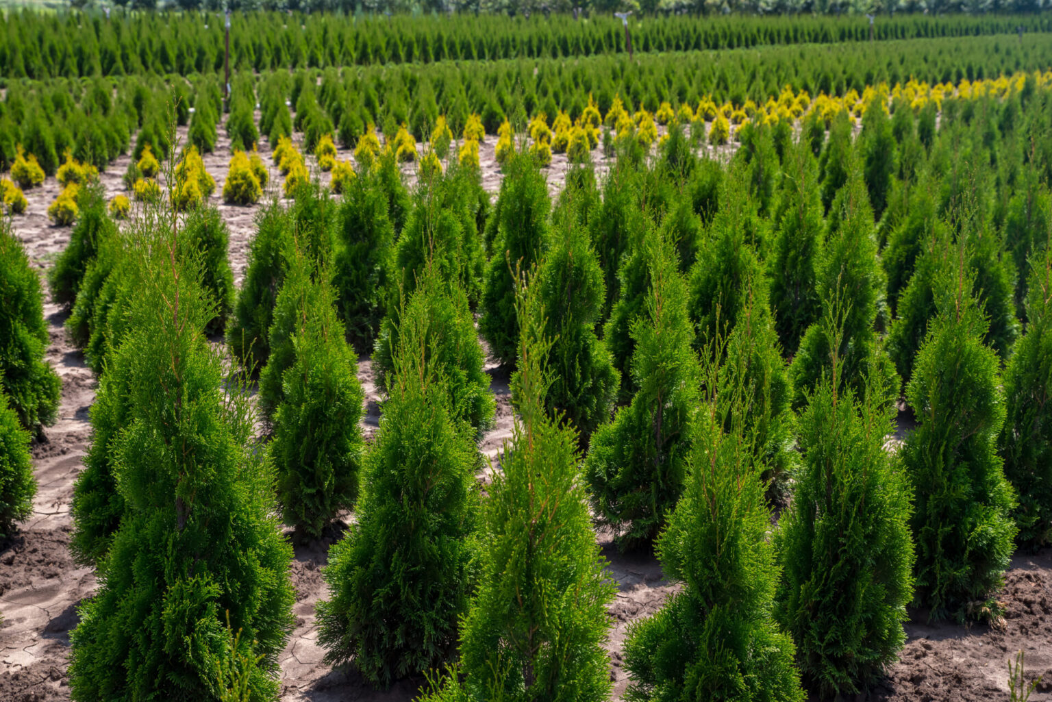 Service - Arborvitae Guy